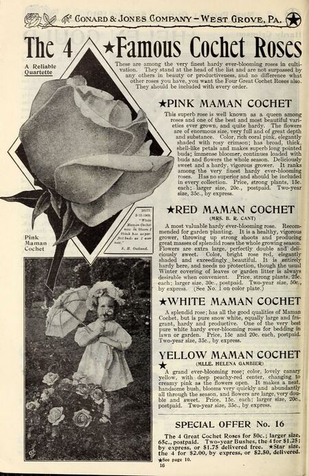 Maman Cochet – Rose-Biblio