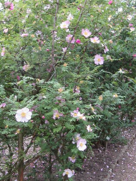 Rosa roxburghii Tratt. f. normalis Rehder & E.H.Wilson – Rose-Biblio