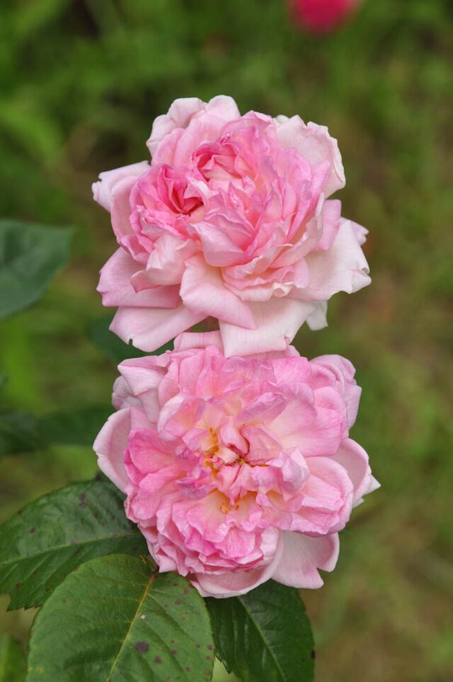 Sisi Ketten – Rose-Biblio