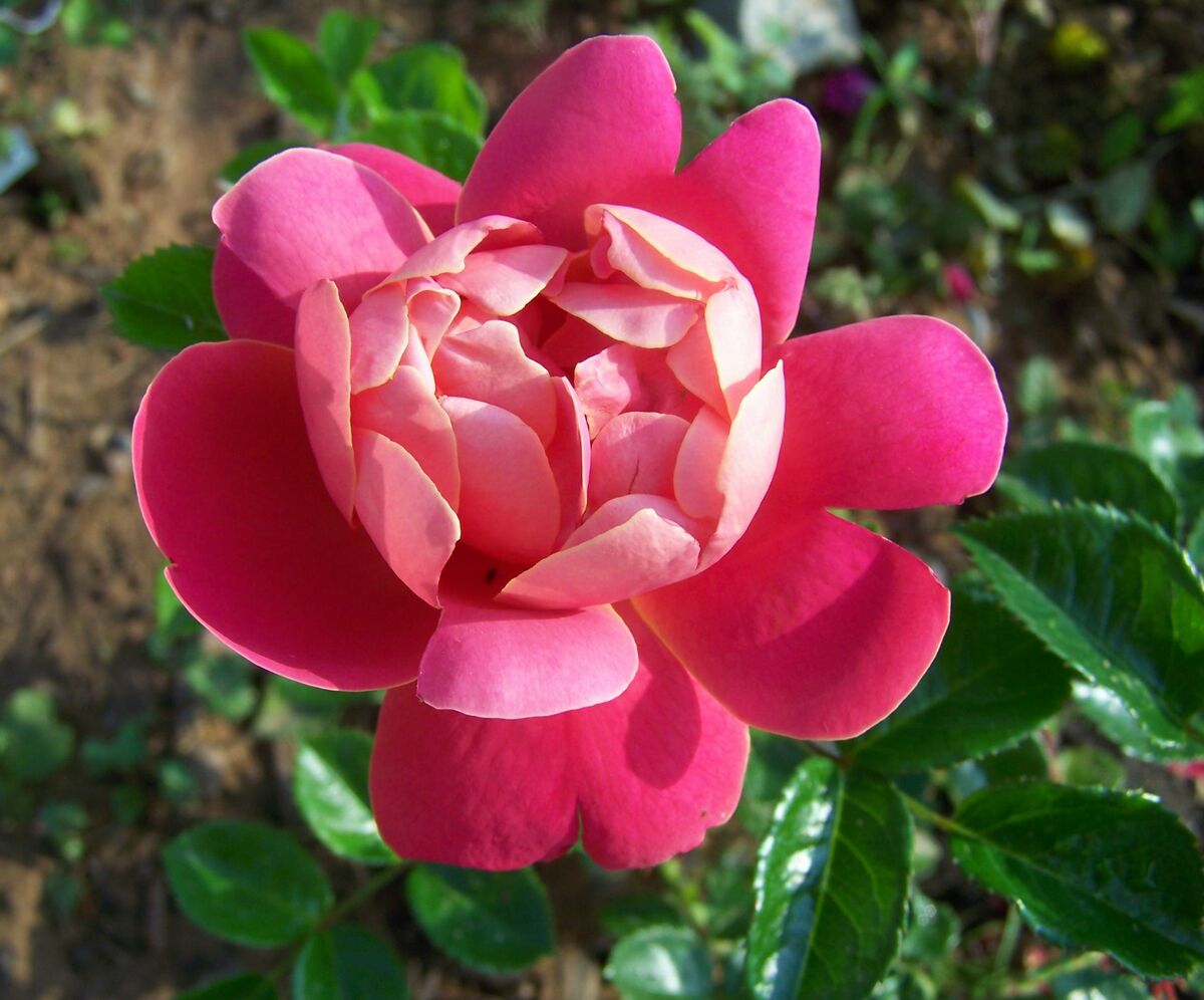 Gloria, Moderne – Rose-Biblio