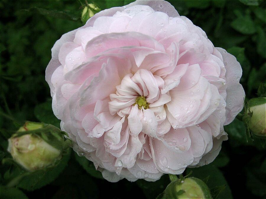 Small Maiden's Blush – Rose-Biblio