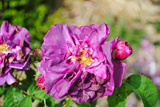 Victoria – Rose-Biblio