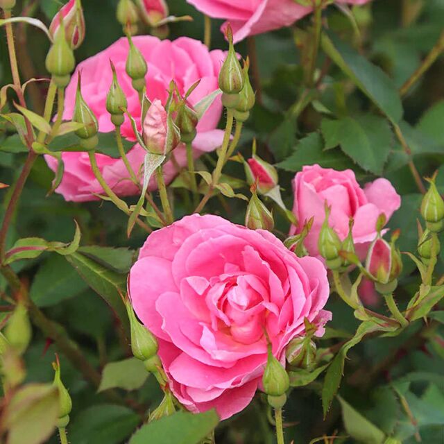 Prairie Princess – Rose-Biblio