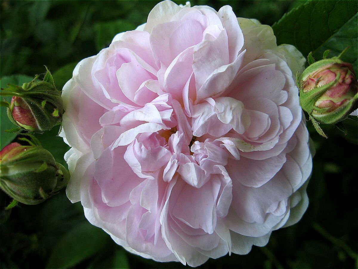 Small Maiden's Blush – Rose-Biblio