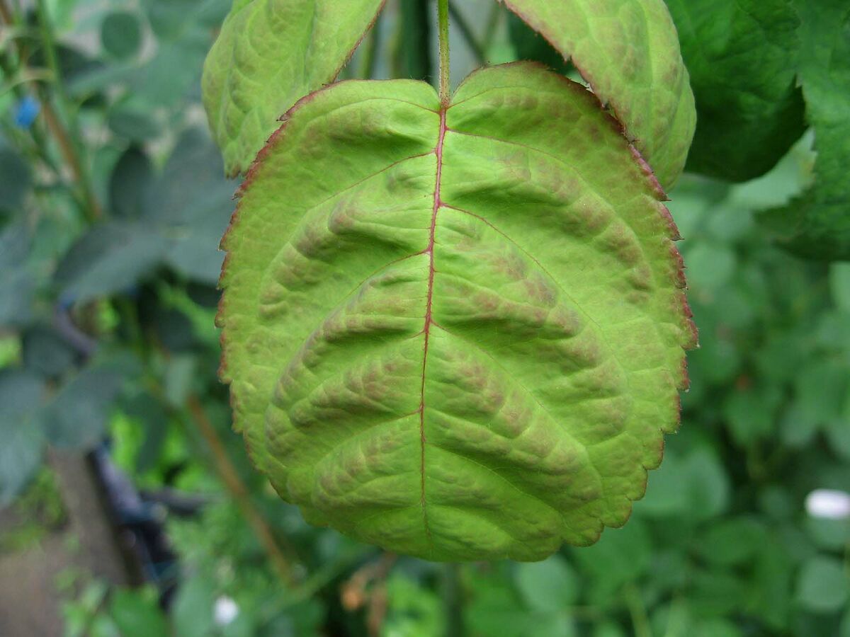 Frédéric II de Prusse – Rose-Biblio
