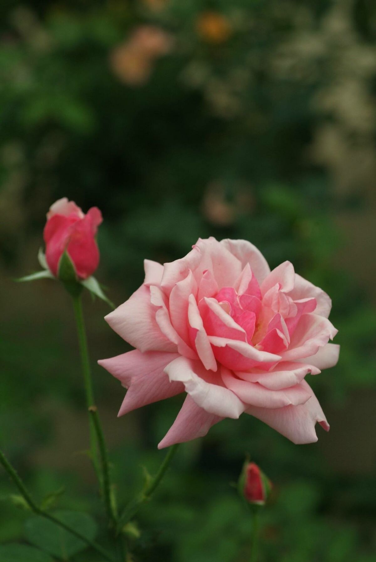 Mrs. E. G. Hill – Rose-Biblio