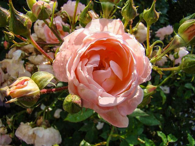 Maria Teresa – Rose-Biblio