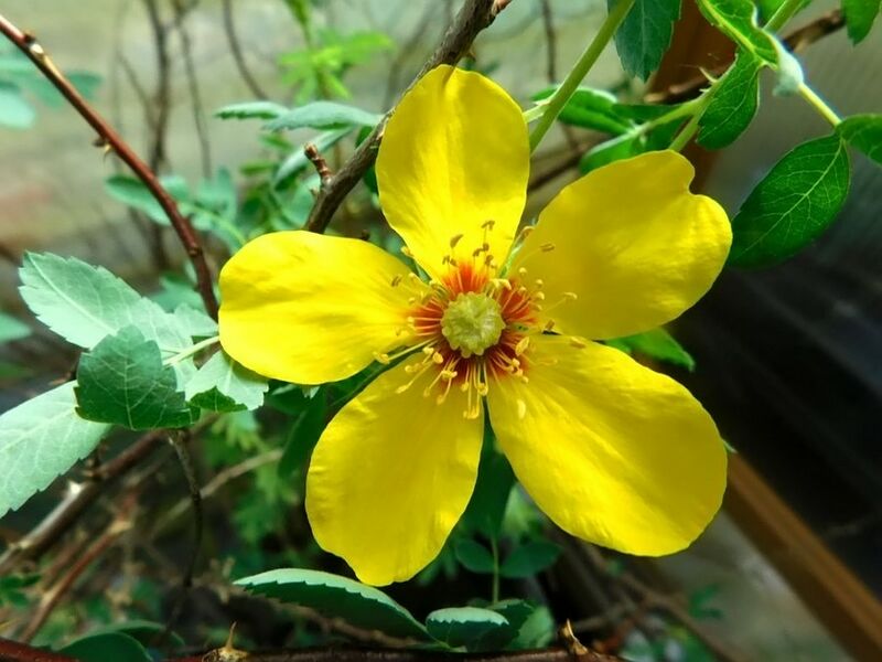 Datei:Edward Hyams, Rolf Sievers 1.jpg – Rose-Biblio