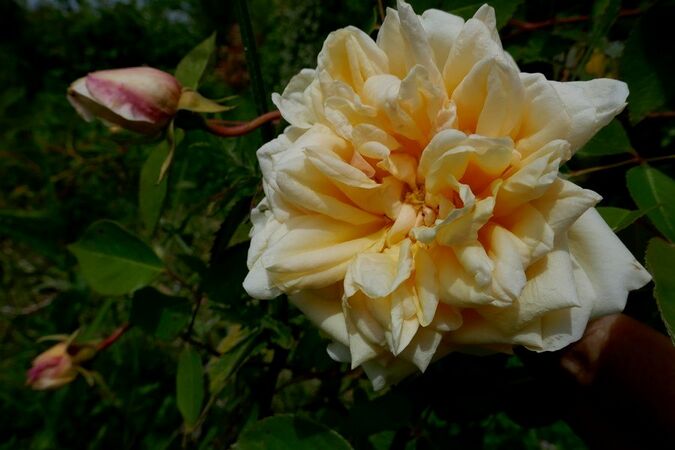 Rêve d'Or – Rose-Biblio