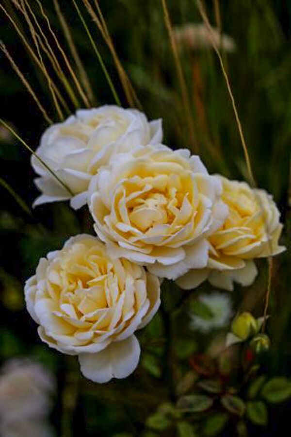 Hilda Sophia Lehmann – Rose-Biblio