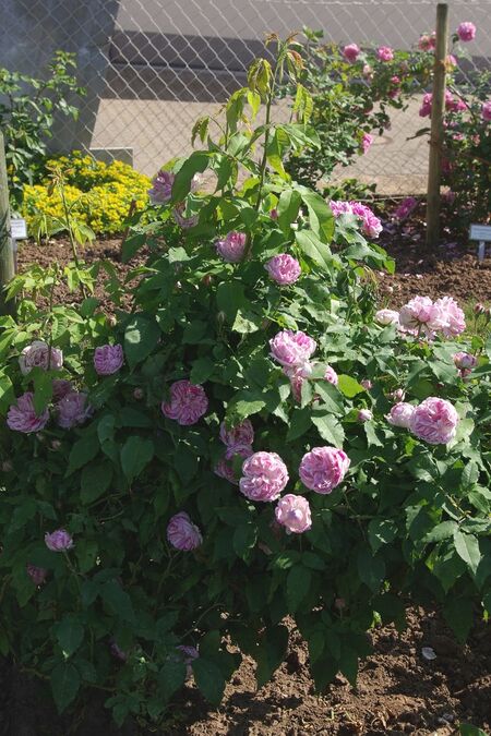 Honorine de Brabant – Rose-Biblio