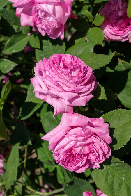 Mrs John Laing – Rose-Biblio