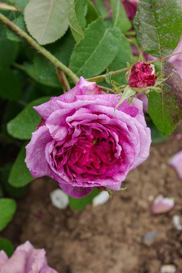 Président de Sèze – Rose-Biblio