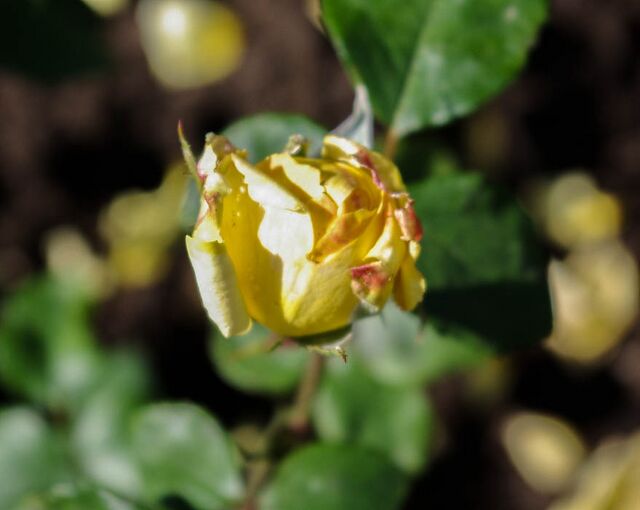 Esperanto – Rose-Biblio
