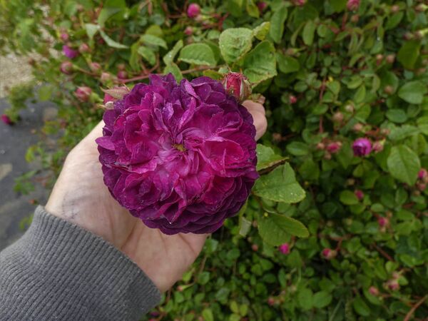 Hippolyte – Rose-Biblio