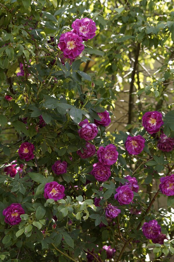 Morletii – Rose-Biblio