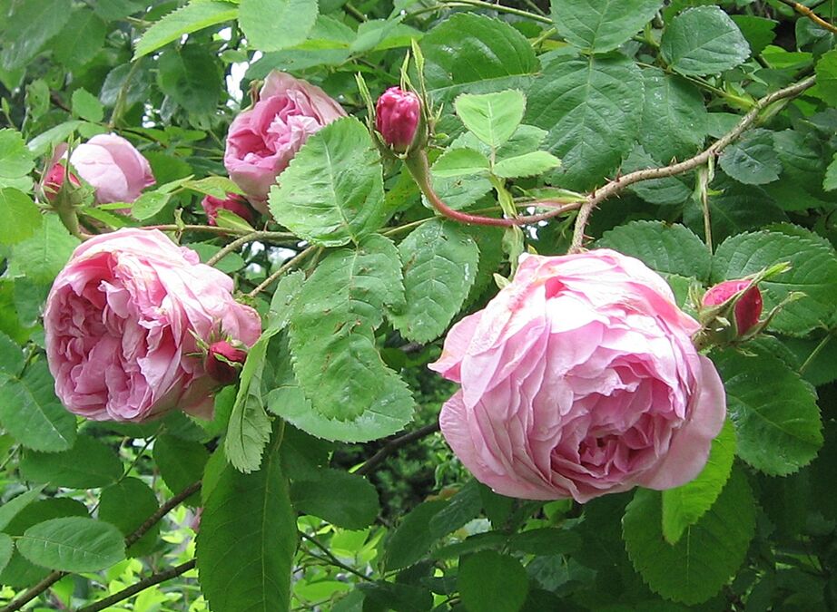 Rosa x centifolia 'Major' – Rose-Biblio