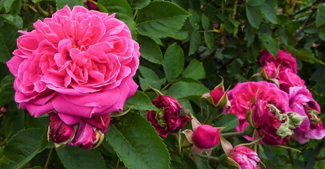 Asta von Parpart – Rose-Biblio