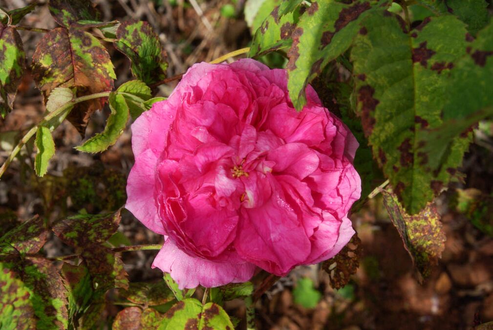 Duchesse de Rohan – Rose-Biblio