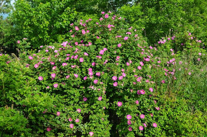 Datei:Lac La Nonne, André Imbeault 2-2-w.jpg – Rose-Biblio