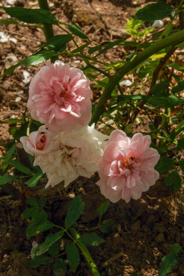 Mademoiselle Cécile Brunner Climbing – Rose-Biblio