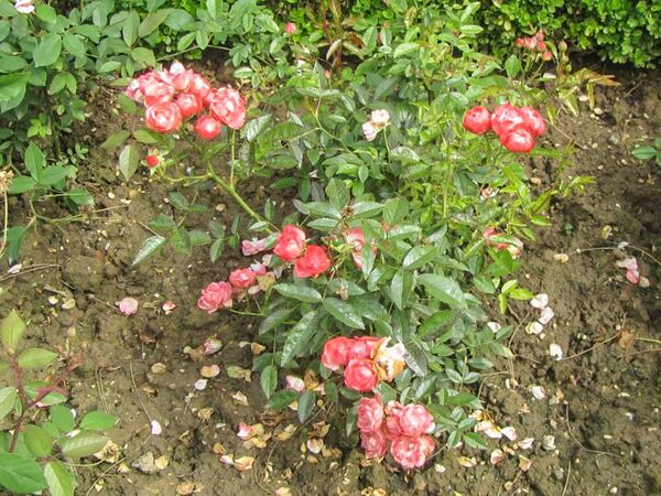 Margo Koster – Rose-Biblio