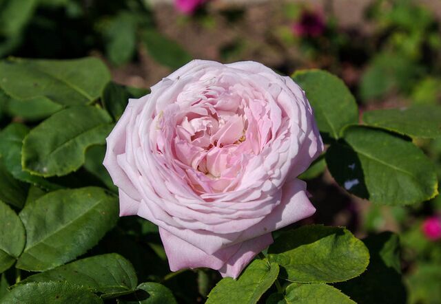 Datei:Mme Jules Finger, Guillot 1893, TH-2-SGH-1-w.jpg – Rose-Biblio