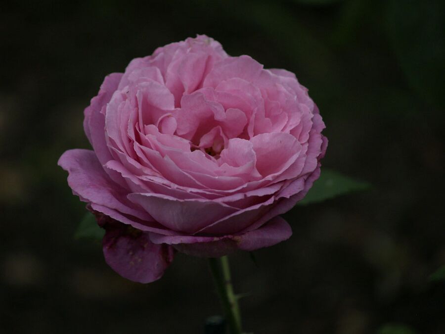 Paul Neyron – Rose-Biblio