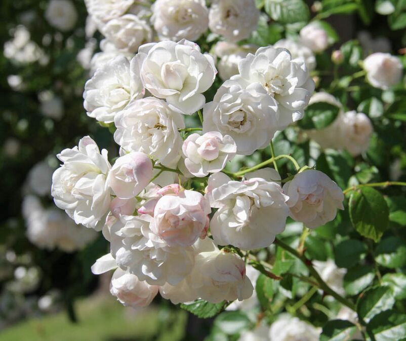 Ethel – Rose-Biblio