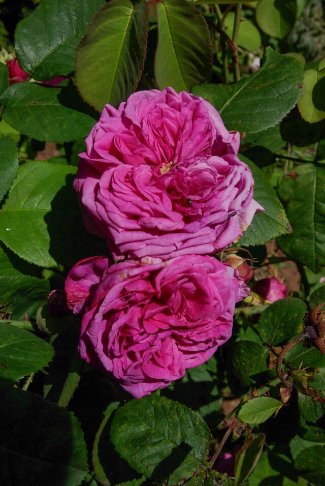 Wretham Rose – Rose-Biblio