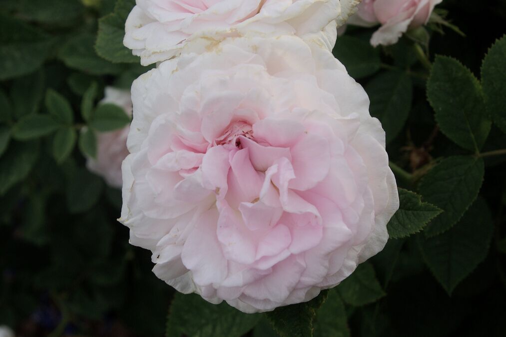 Chloris, Alba – Rose-Biblio