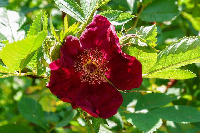 Basye's Purple Rose – Rose-Biblio