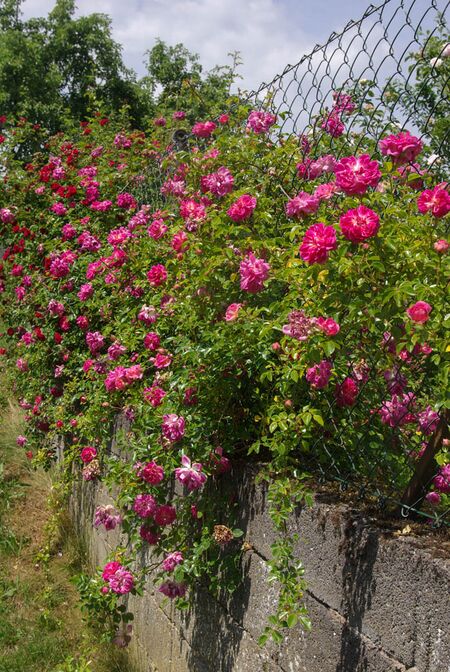 Alexandre Girault – Rose-Biblio