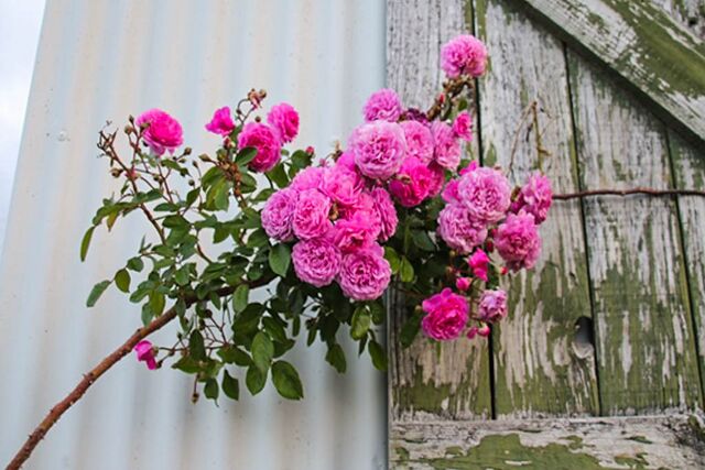 Ken Nobbs purple rambler – Rose-Biblio