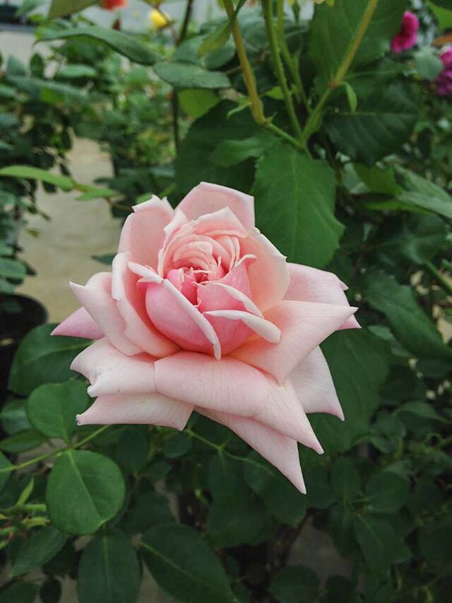 Madame Ernest Perrin – Rose-Biblio