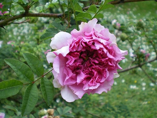 Rosa roxburghii Tratt. var. plena Rehder – Rose-Biblio
