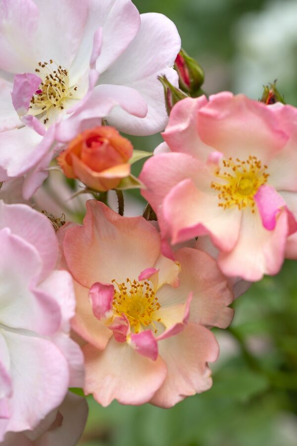 Absolument Claude – Rose-Biblio