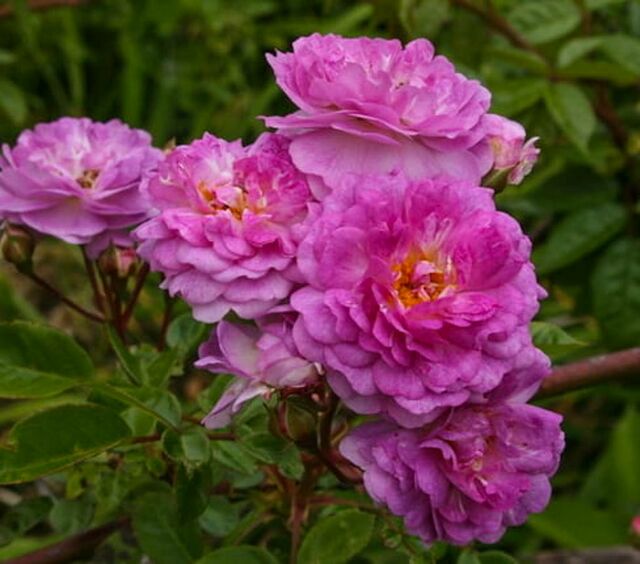 Harriet Shepherd – Rose-Biblio