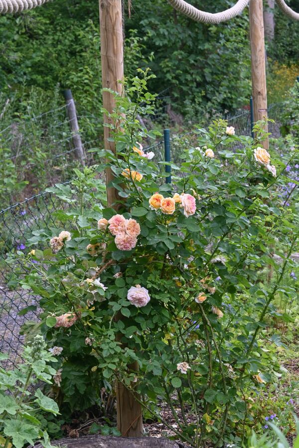 Alchymist – Rose-Biblio