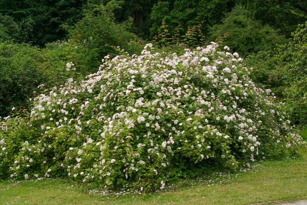 Venusta Pendula – Rose-Biblio