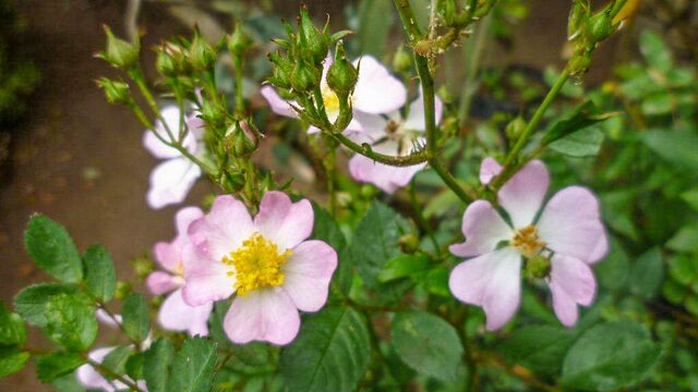 Found Rose "Cosmos Rose" – Rose-Biblio