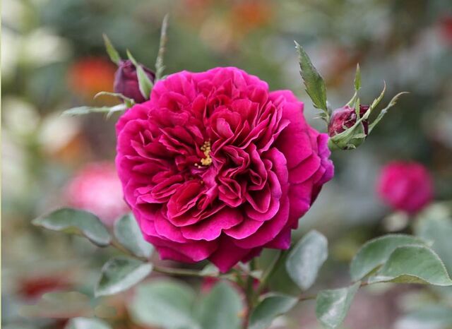 Black Prince – Rose-Biblio