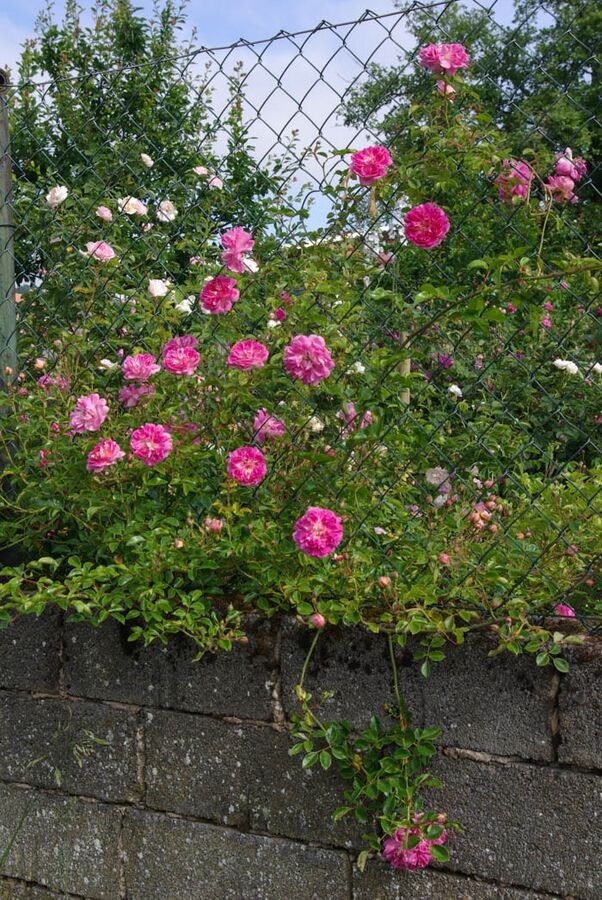 Alexandre Girault – Rose-Biblio