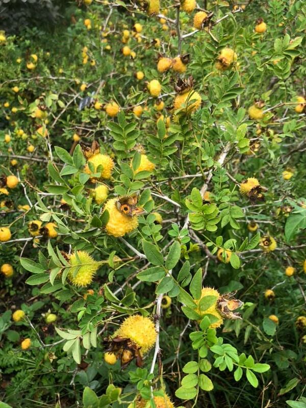 Rosa roxburghii 'Lampion' – Rose-Biblio