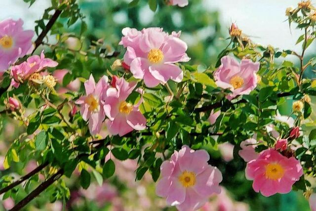 Arthur Hillier – Rose-Biblio