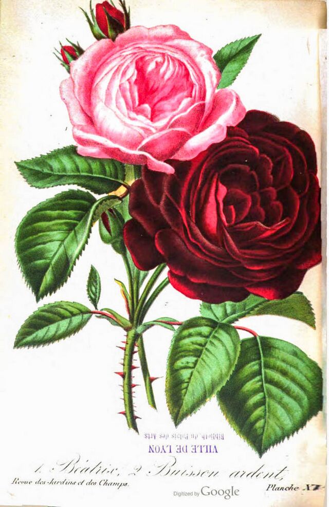 Beatrix – Rose-Biblio