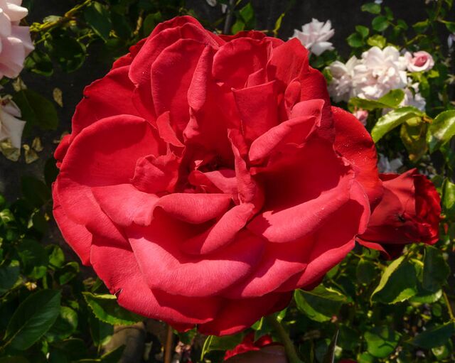 J. C. Thornton – Rose-Biblio
