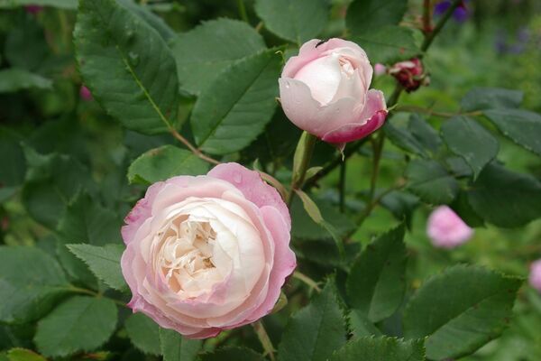 Madame Pierre Oger – Rose-Biblio