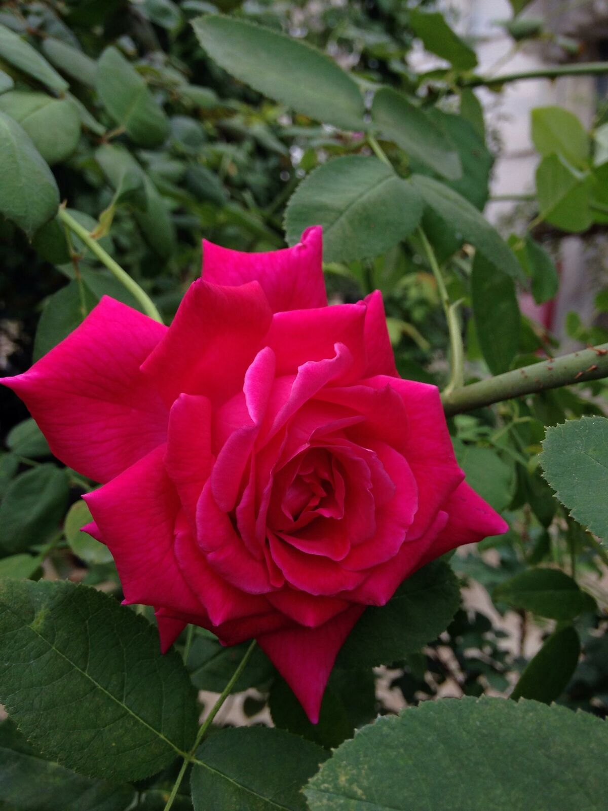 Prince Engelbert Charles d'Arenberg – Rose-Biblio