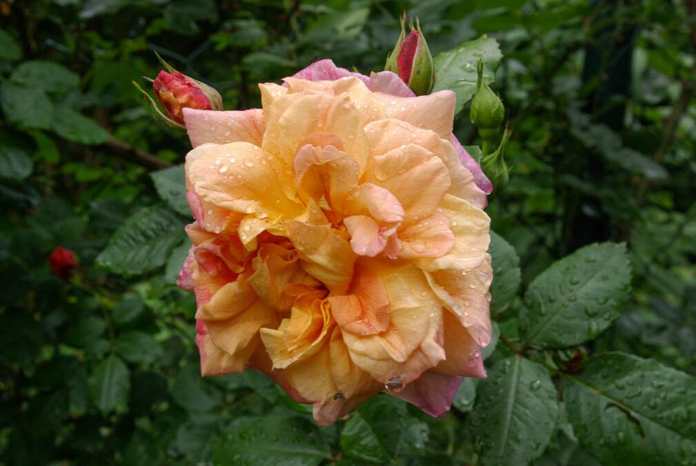 Aloha, Climber Kordes – Rose-Biblio